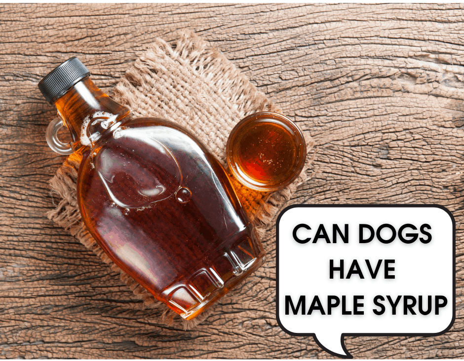 Can Dogs Have Syrup