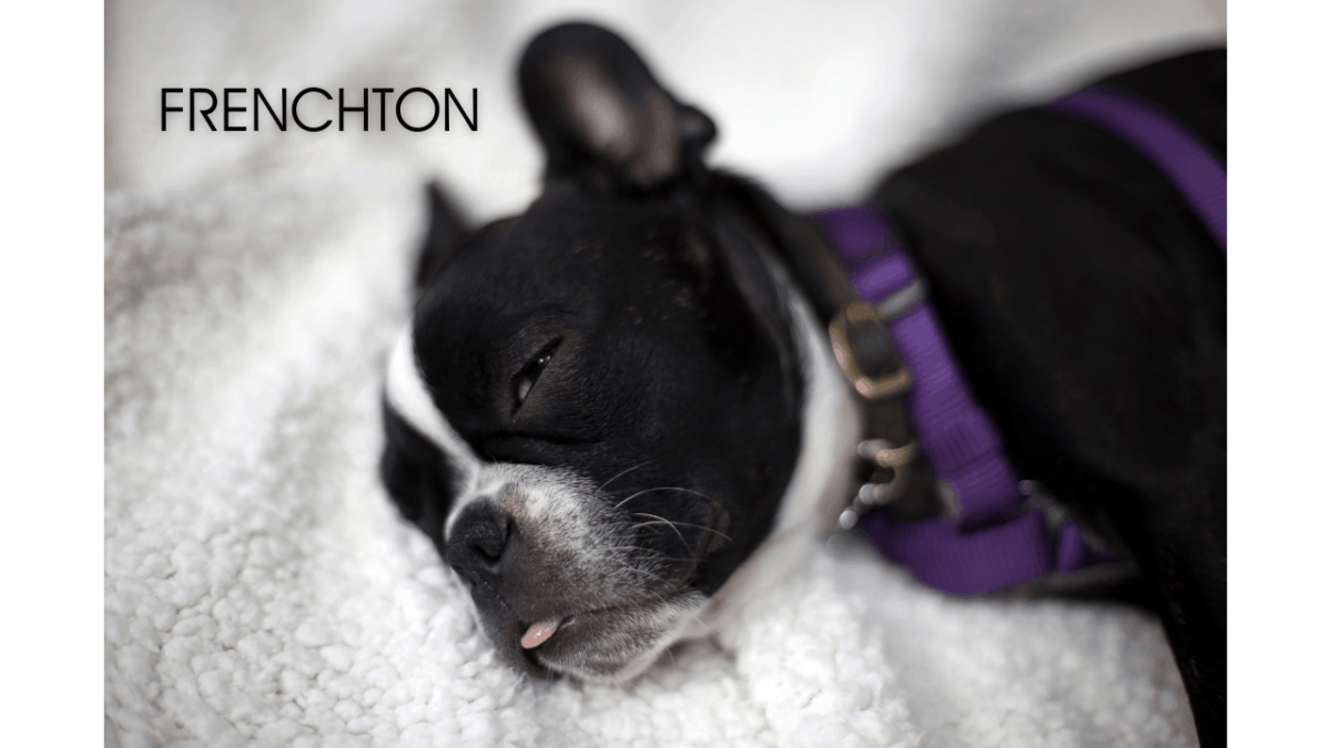 Frenchton dog (Boston terrier & French bulldog mix)- Complete details ...