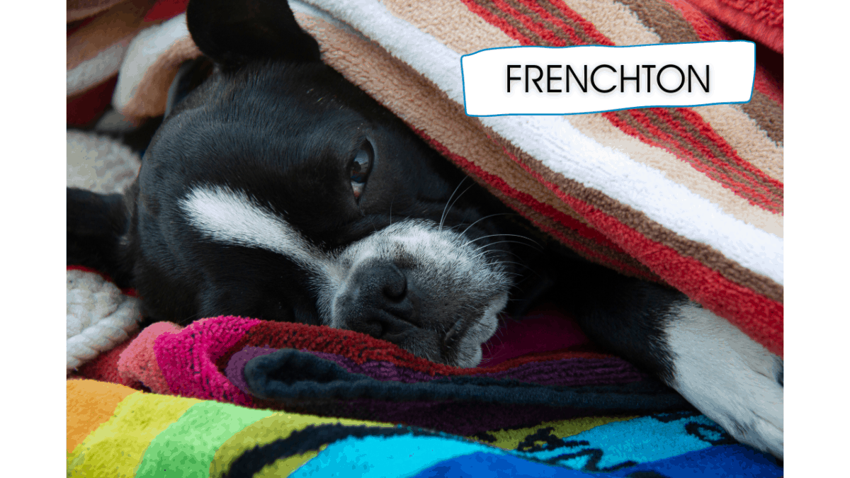 Frenchton dog (Boston terrier & French bulldog mix)- Complete details ...