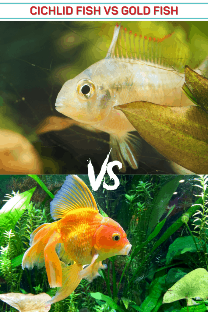 Gold fish vs Cichlid fish – Which one should you pick? – Pet Queries