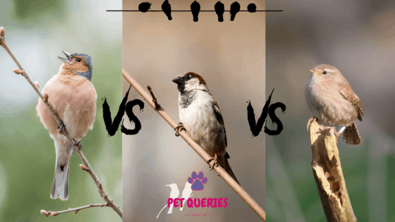 Finches vs Sparrow Vs Wren – Comparison – Pet Queries
