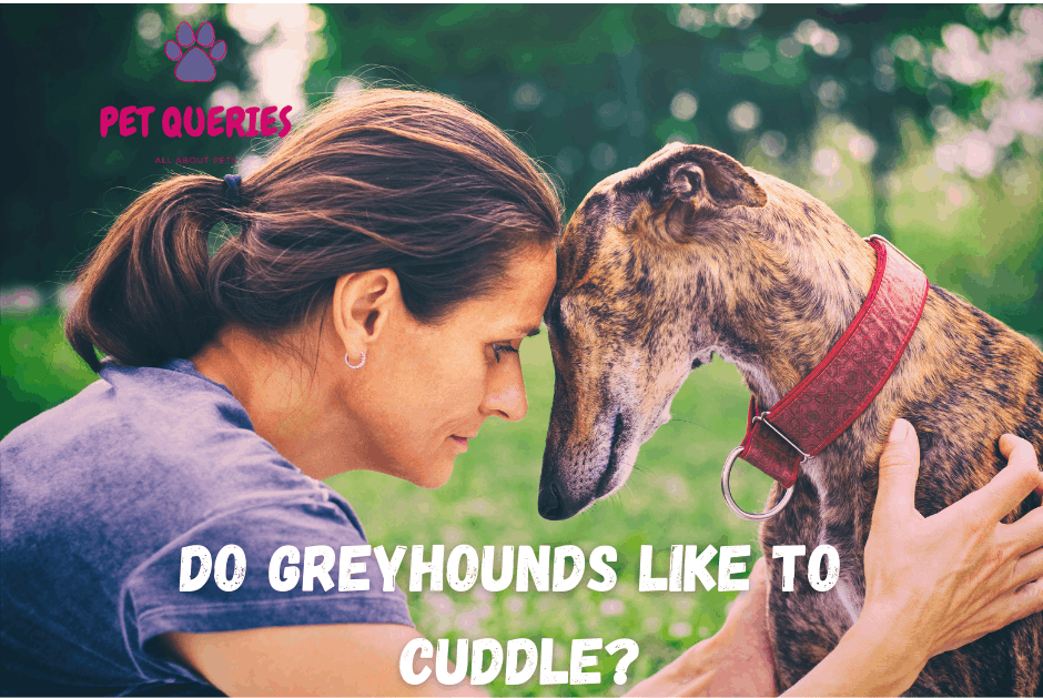 Do Greyhounds Cuddle